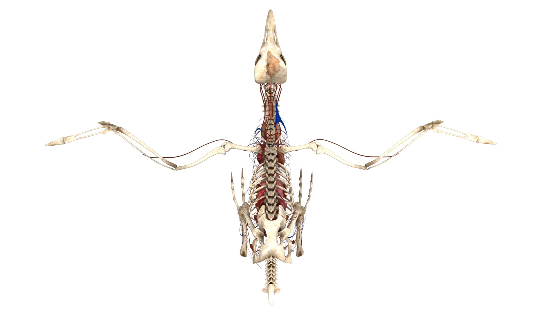 3D model rigging crow anatomy - TurboSquid 1521224
