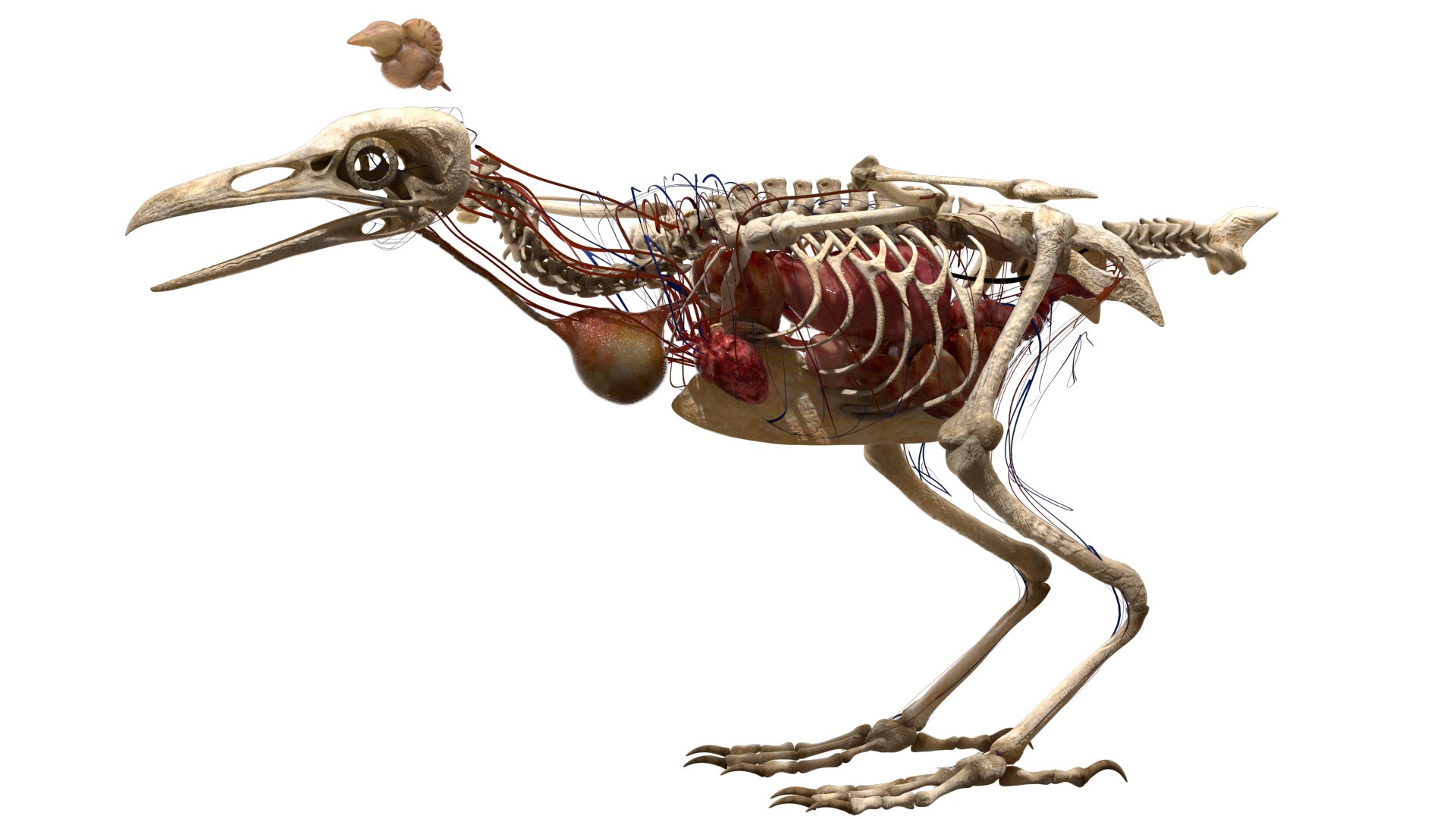 3D model rigging crow anatomy - TurboSquid 1521224