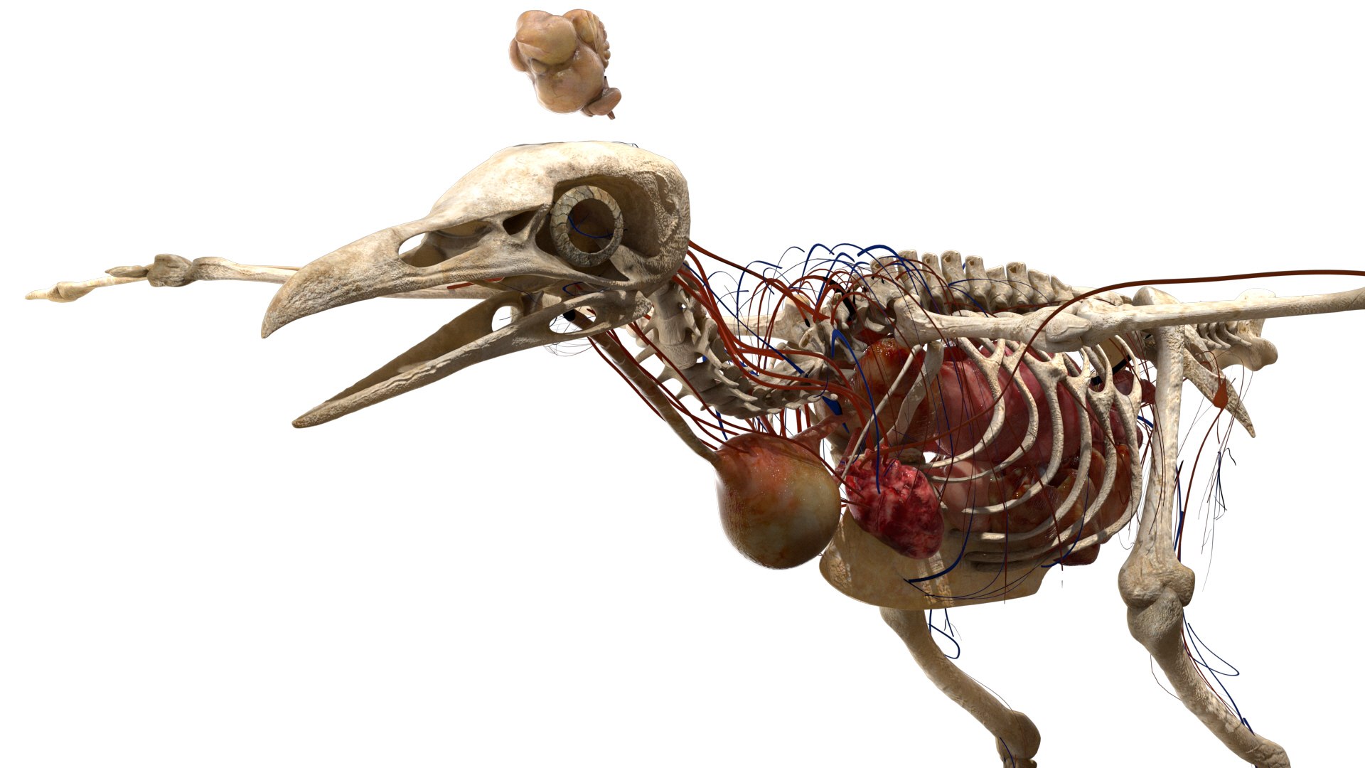 3D model rigging crow anatomy - TurboSquid 1521224