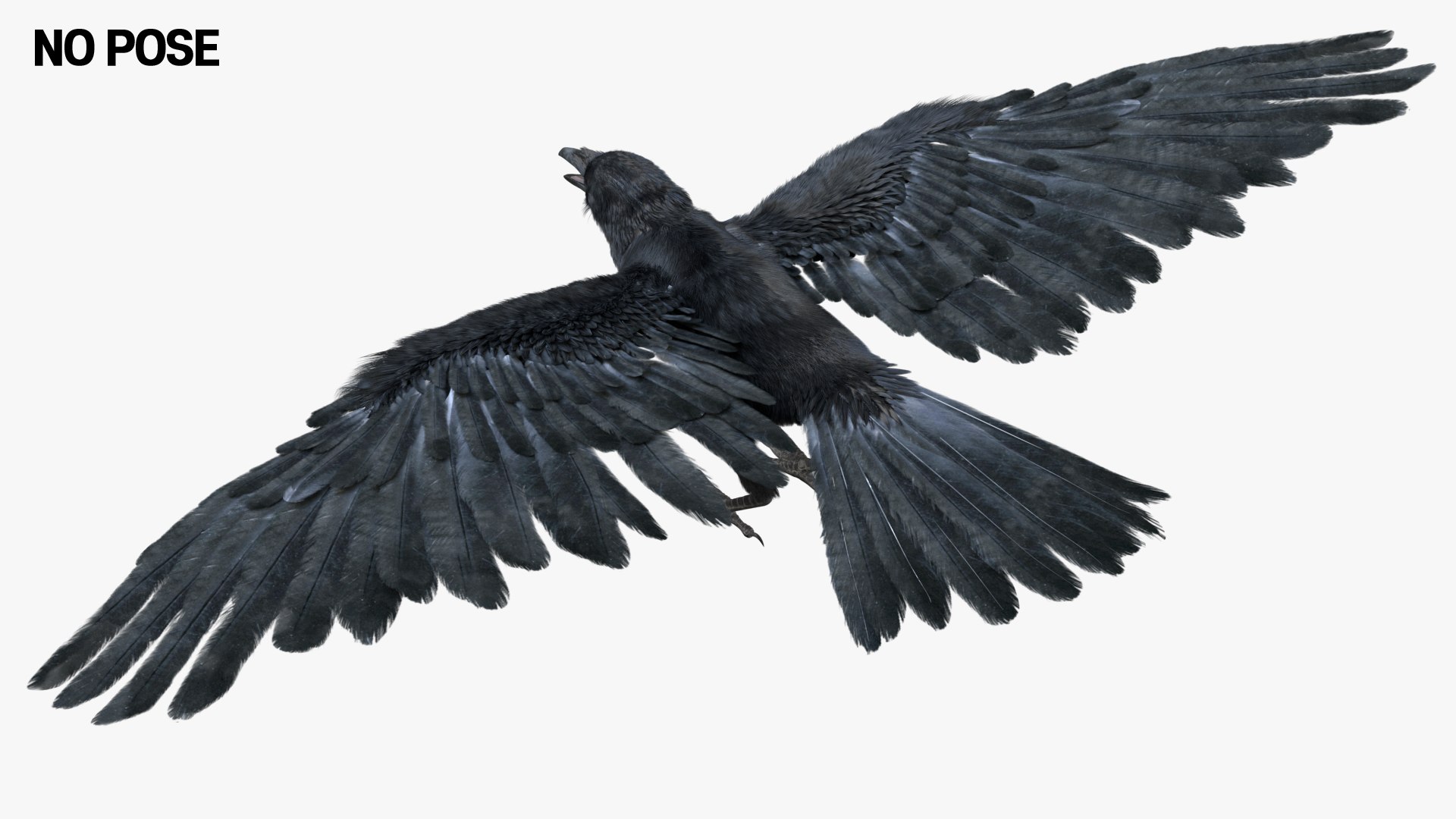 3D Model Rigging Crow Anatomy - TurboSquid 1521224