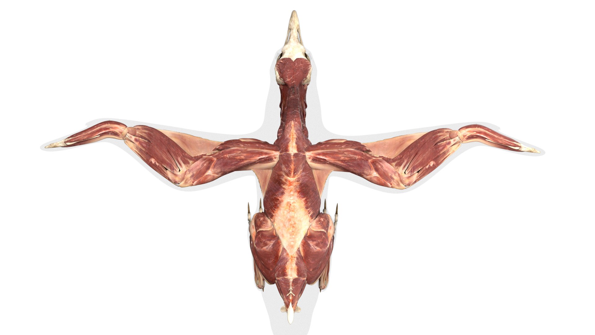 3D model rigging crow anatomy - TurboSquid 1521224