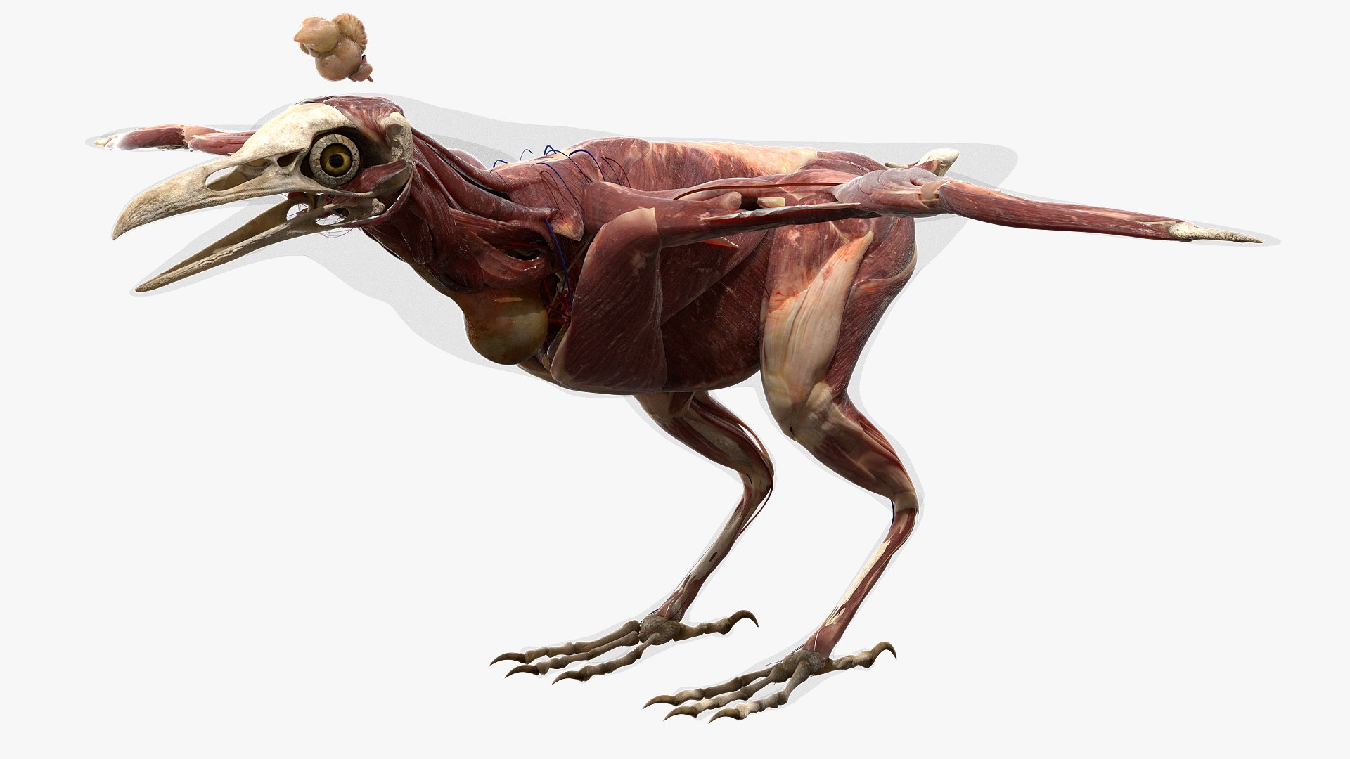 3D model rigging crow anatomy - TurboSquid 1521224