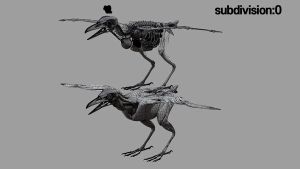 3D model rigging crow anatomy - TurboSquid 1521224