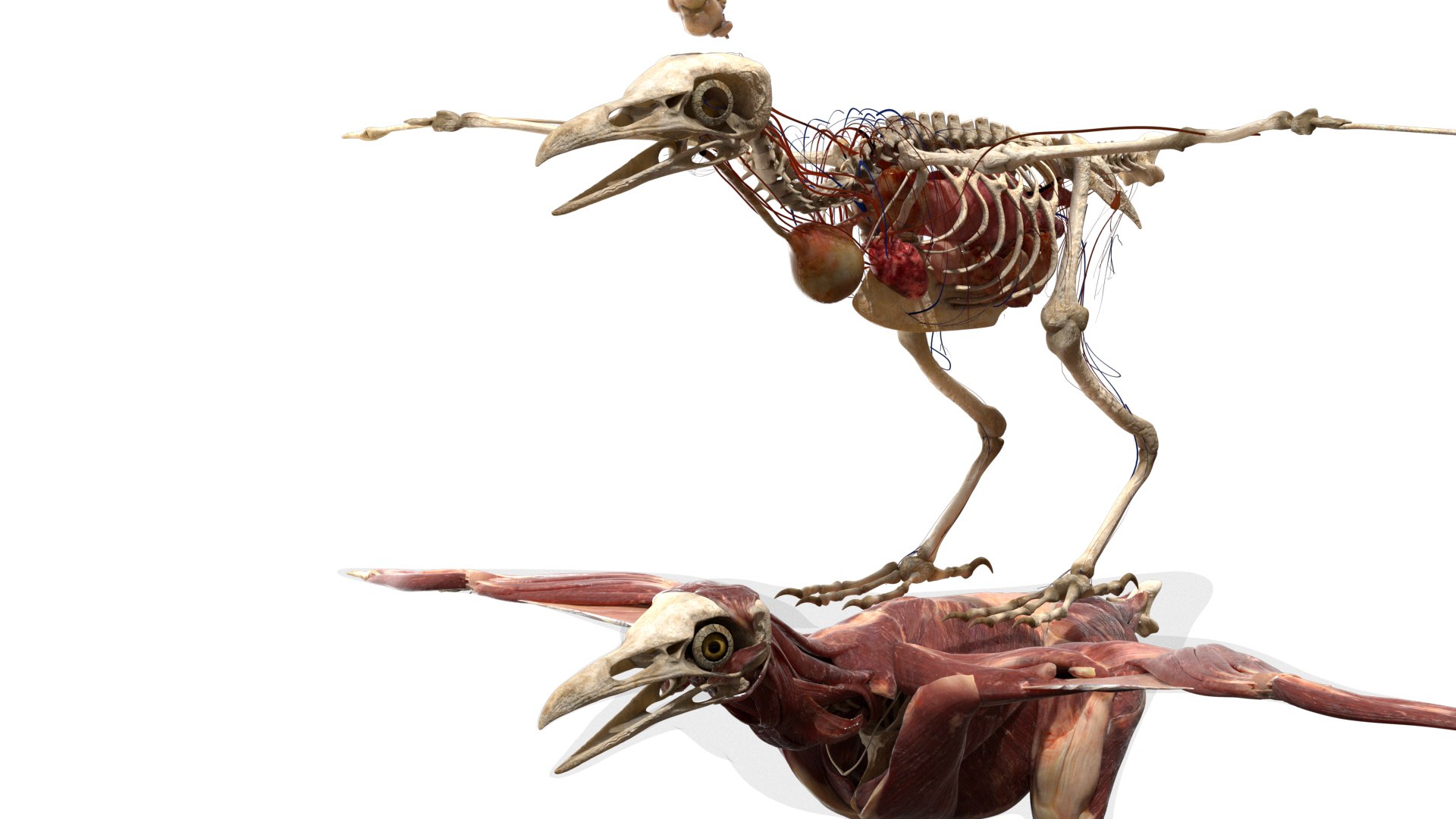 3D model rigging crow anatomy - TurboSquid 1521224