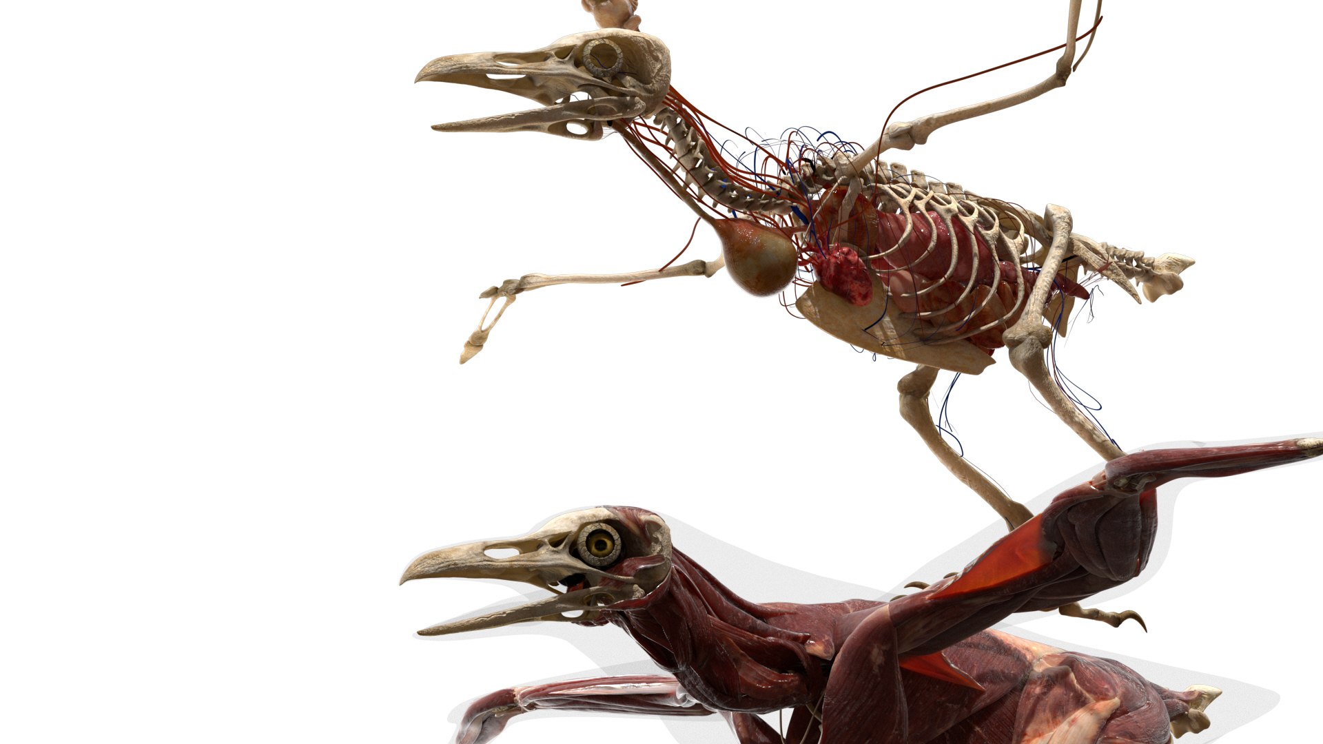 3D model rigging crow anatomy - TurboSquid 1521224