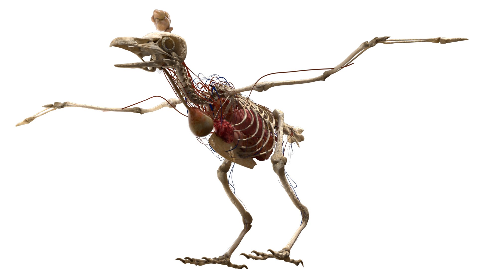 3D model rigging crow anatomy - TurboSquid 1521224