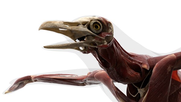 3D model rigging crow anatomy - TurboSquid 1521224