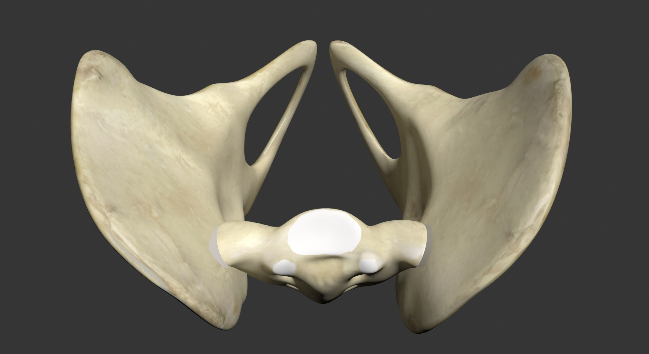 3d pelvis bones
