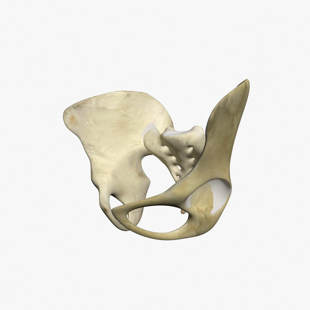 3d Pelvis Bones