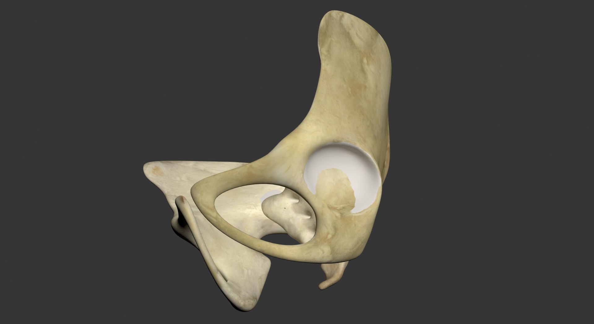 3d Pelvis Bones