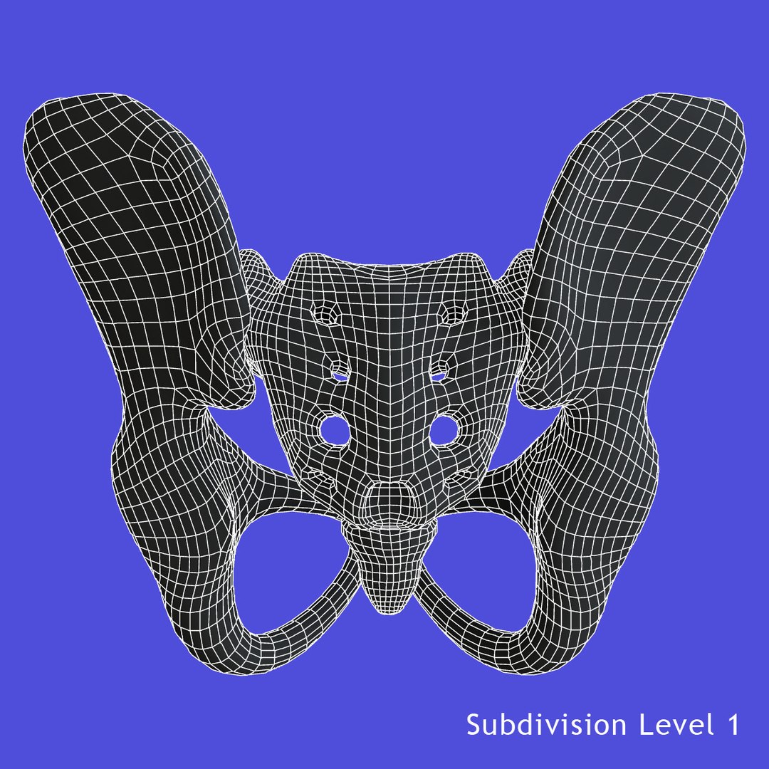 3d Pelvis Bones