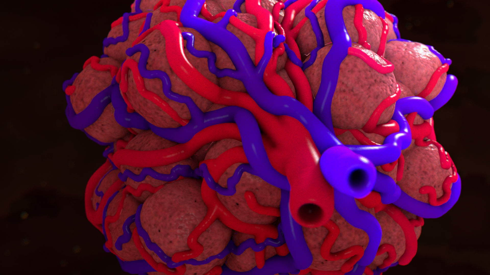 C4d Vessel Cell Cluster