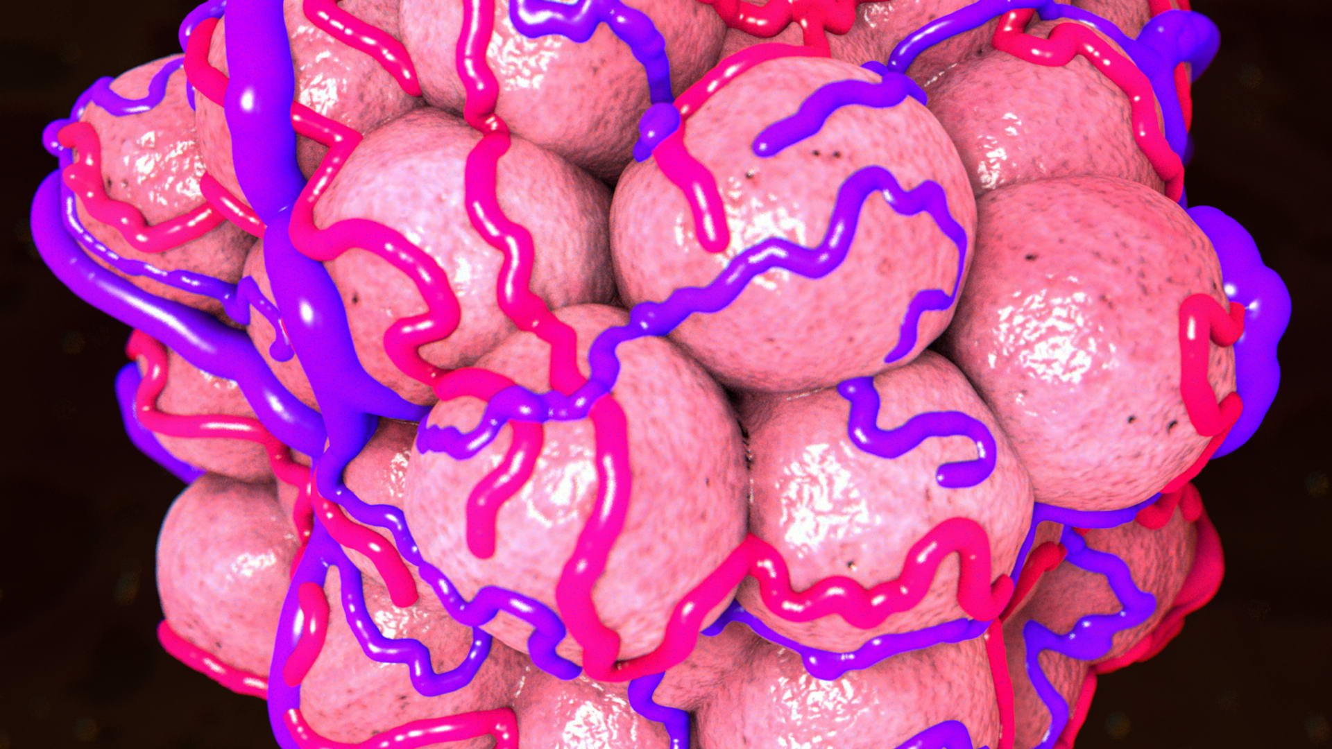 C4d Vessel Cell Cluster