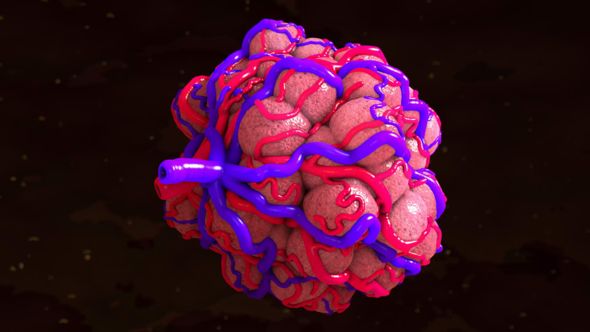 C4d Vessel Cell Cluster