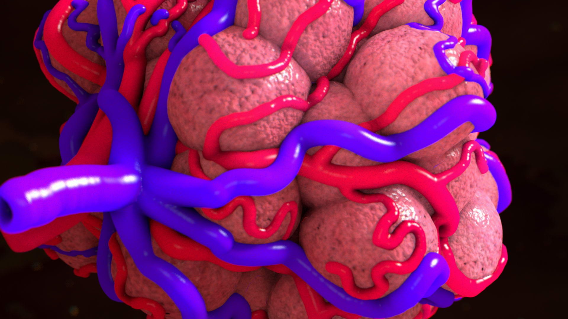 C4d Vessel Cell Cluster