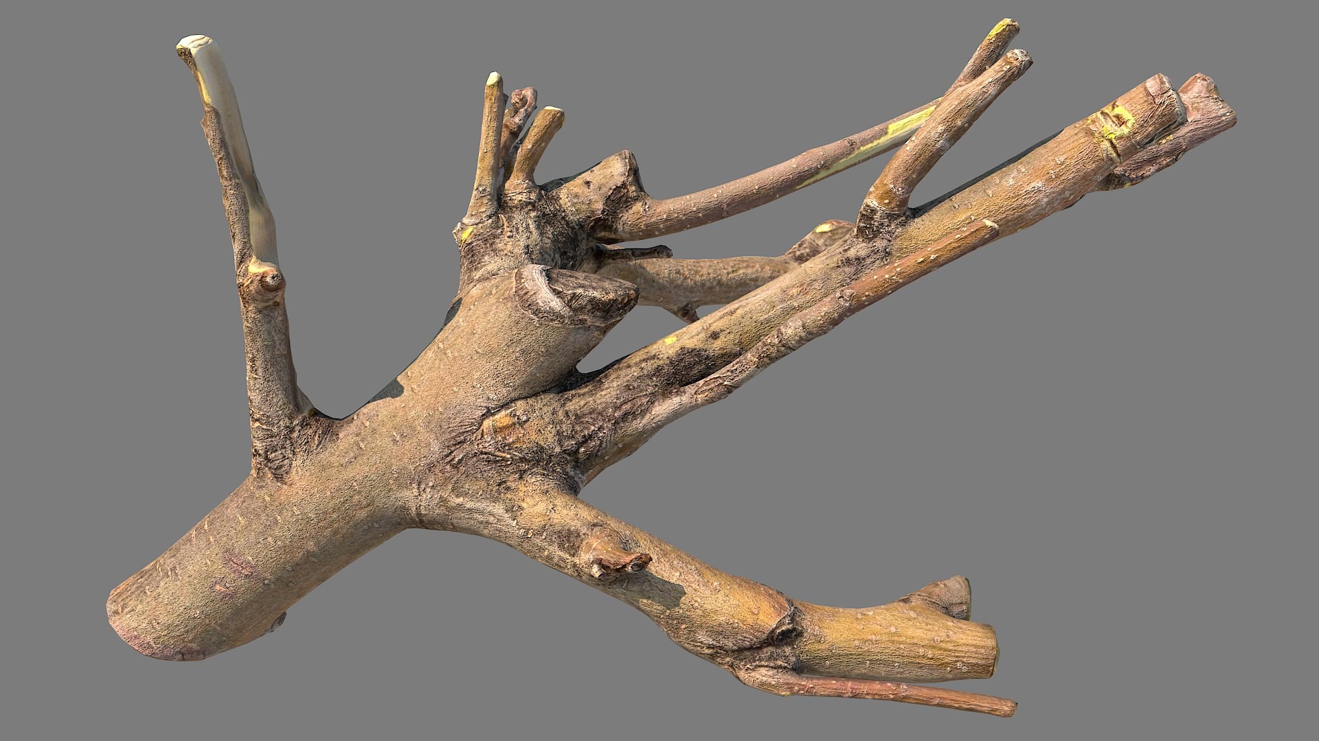 3D Twig Scanned 26 Model - TurboSquid 2088514