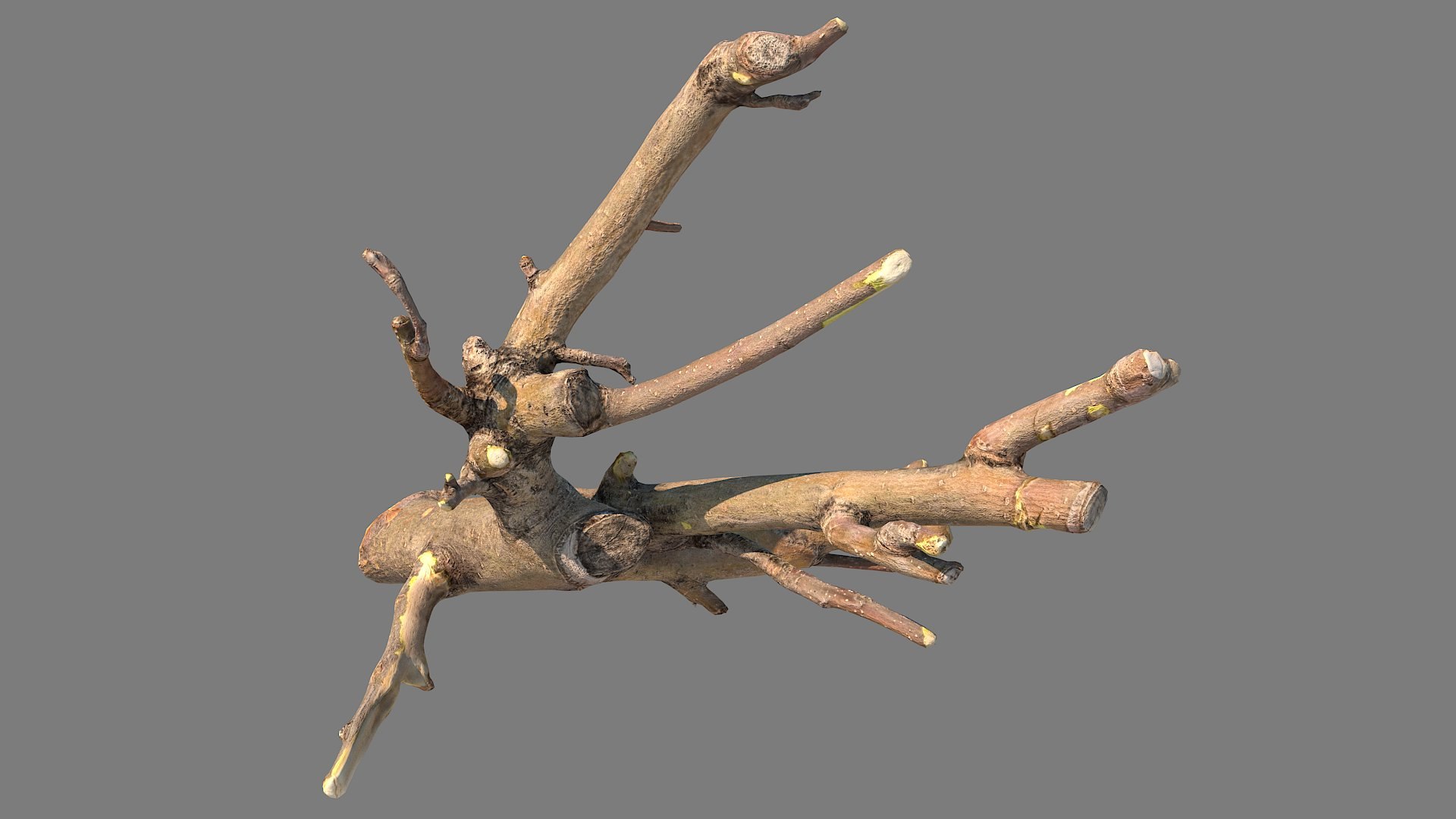 3D Twig Scanned 26 Model - TurboSquid 2088514