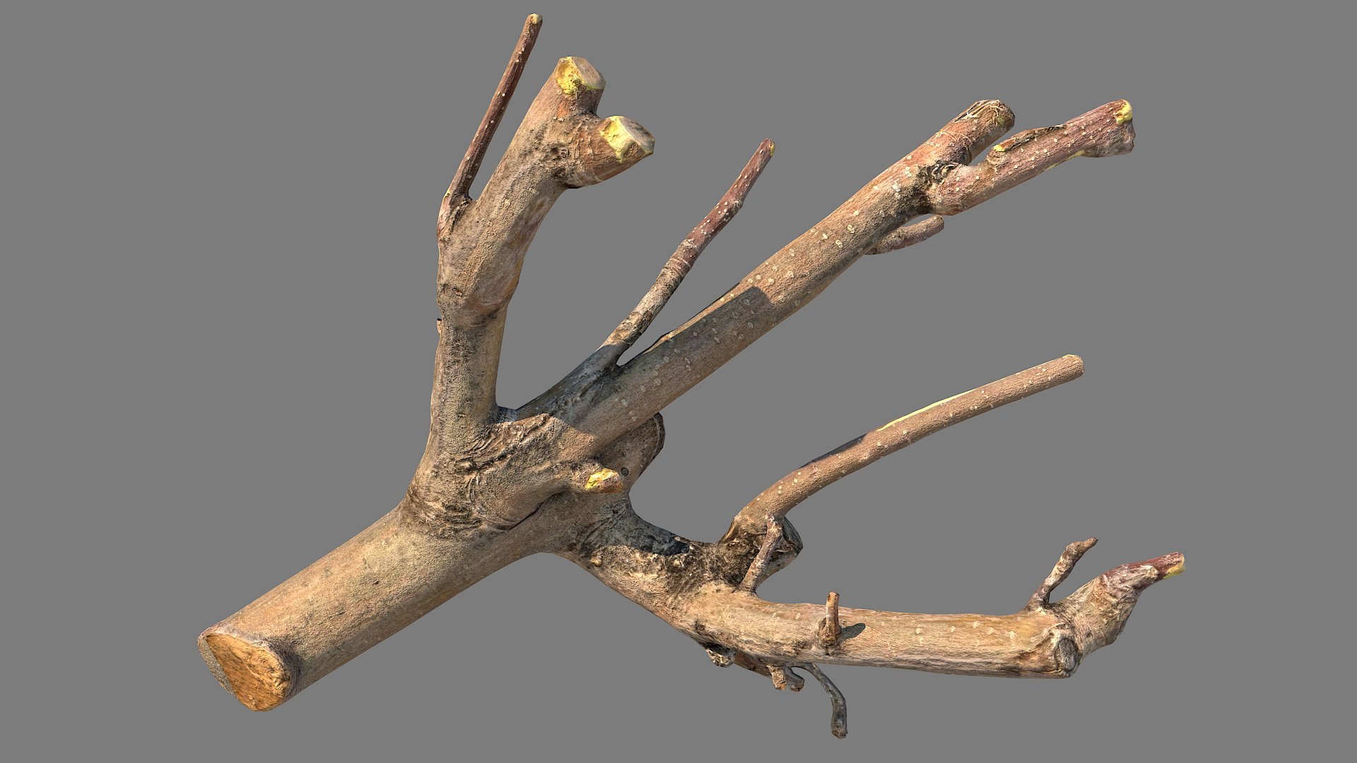 3D Twig Scanned 26 Model - TurboSquid 2088514