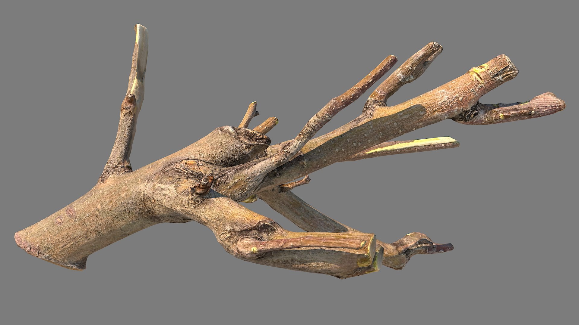 3D Twig Scanned 26 Model - TurboSquid 2088514