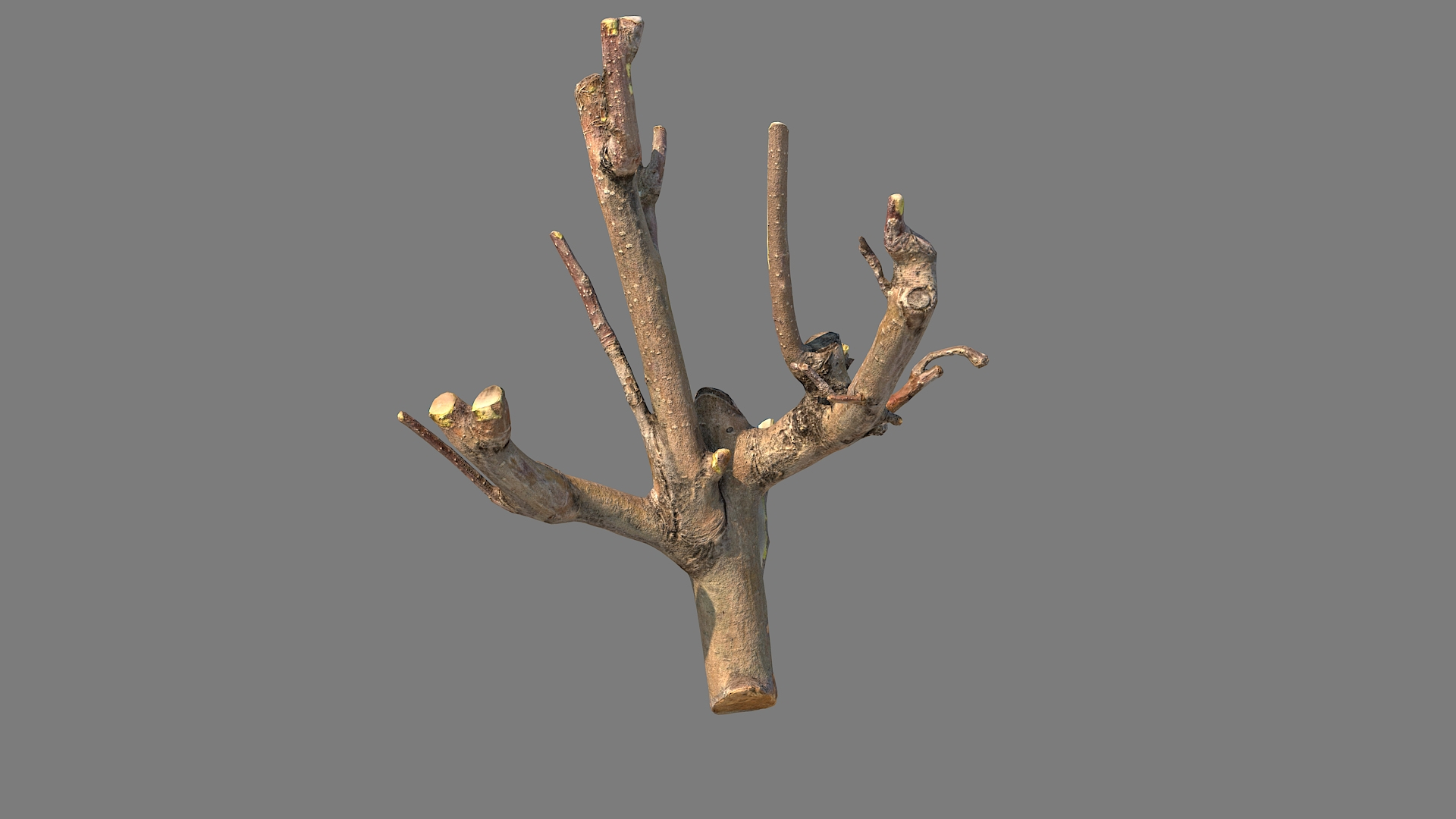 3D Twig Scanned 26 Model - TurboSquid 2088514