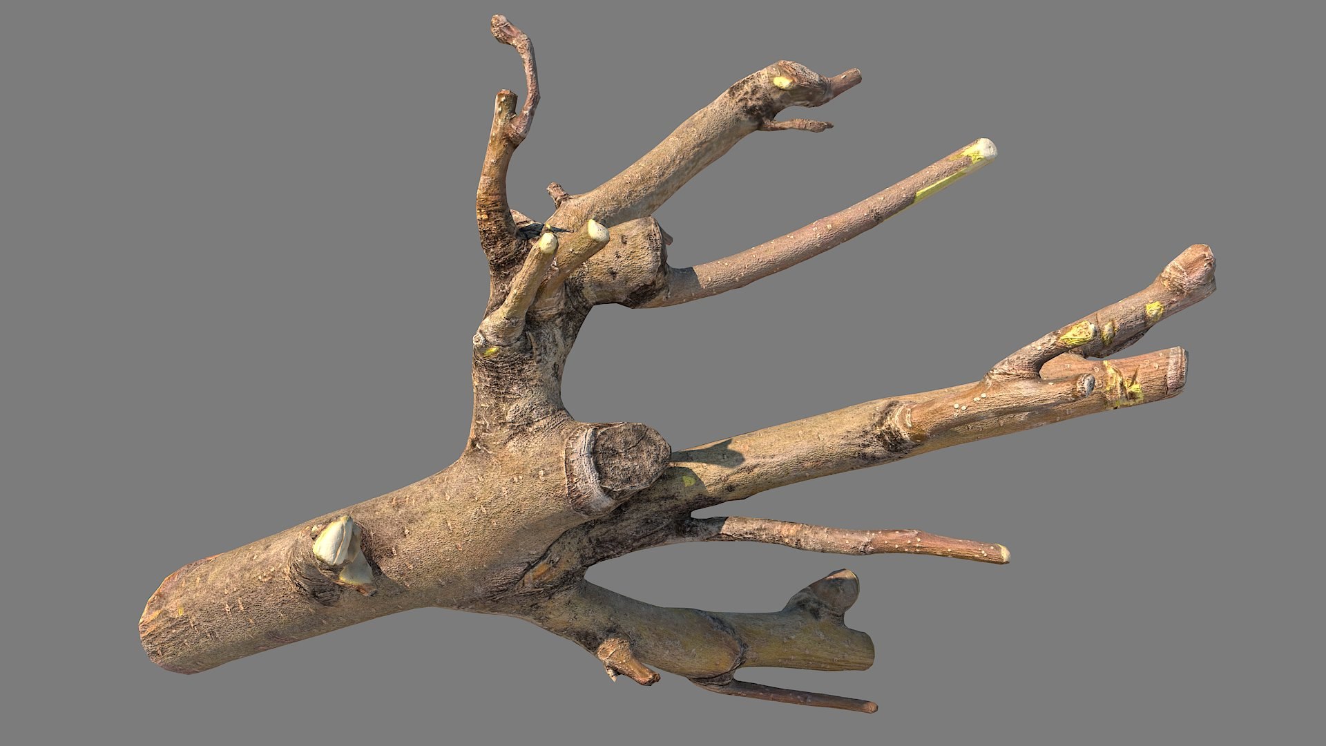 3D Twig Scanned 26 Model - TurboSquid 2088514
