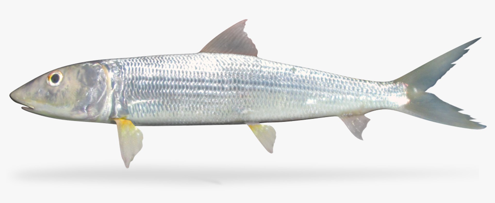 Eastern Pacific Bonefish 3D - TurboSquid 1150096
