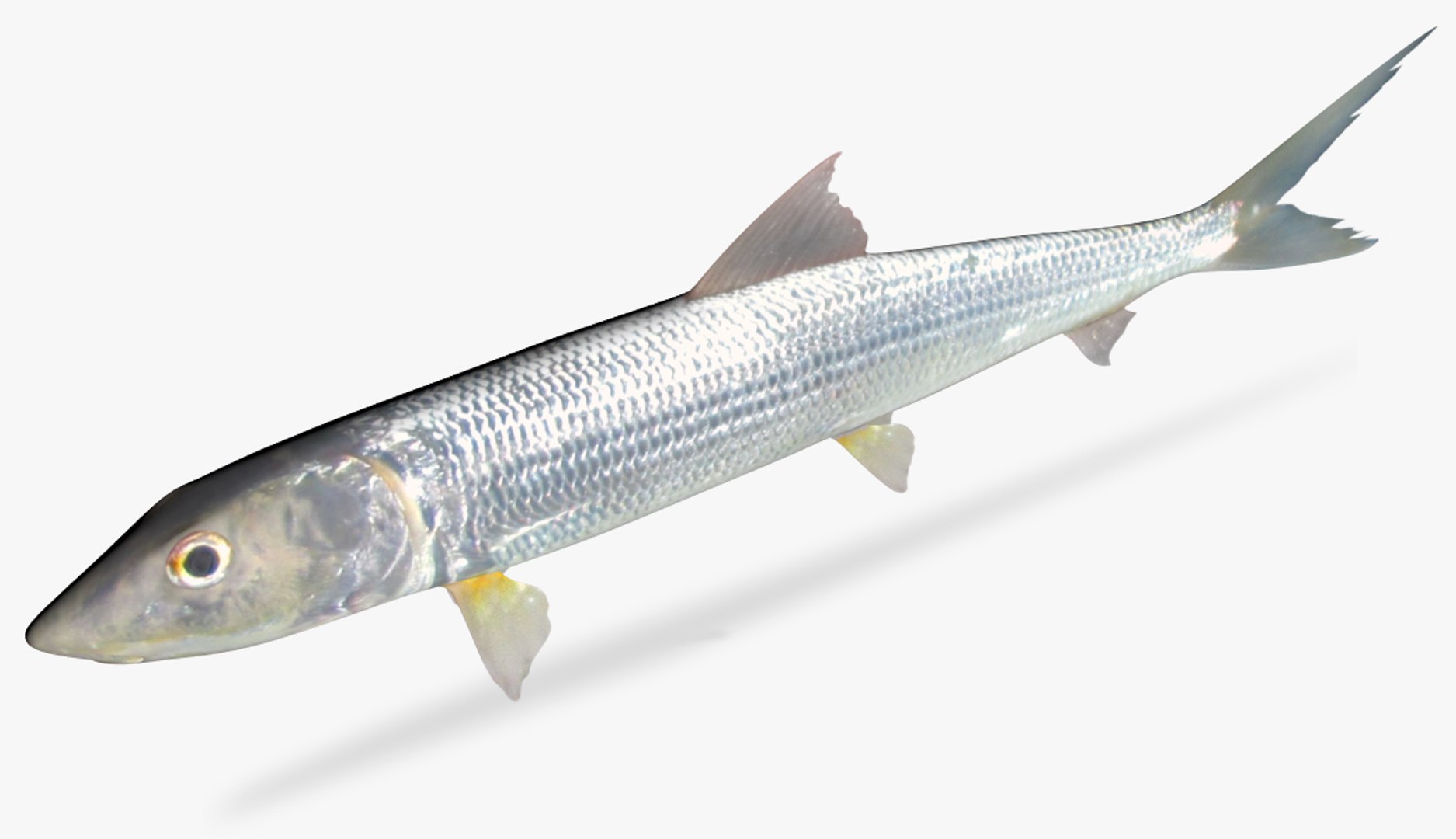 Eastern Pacific Bonefish 3D - TurboSquid 1150096