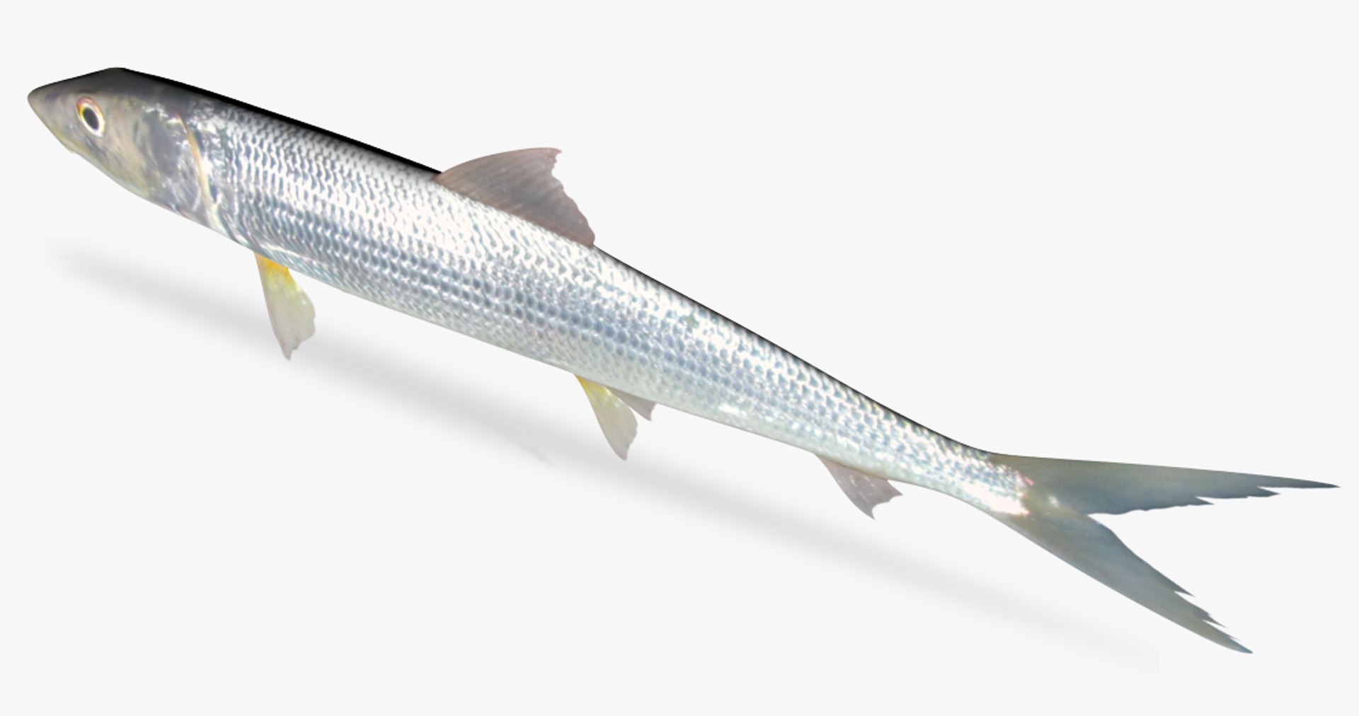 Eastern Pacific Bonefish 3D - TurboSquid 1150096
