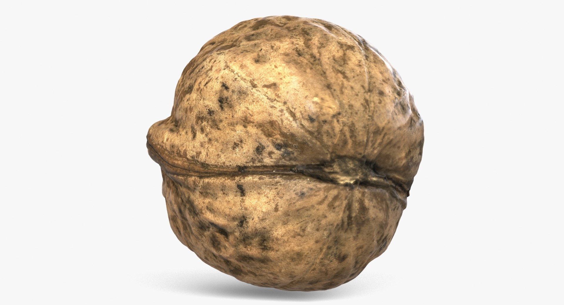 Walnut 2 3D Model - TurboSquid 1220997