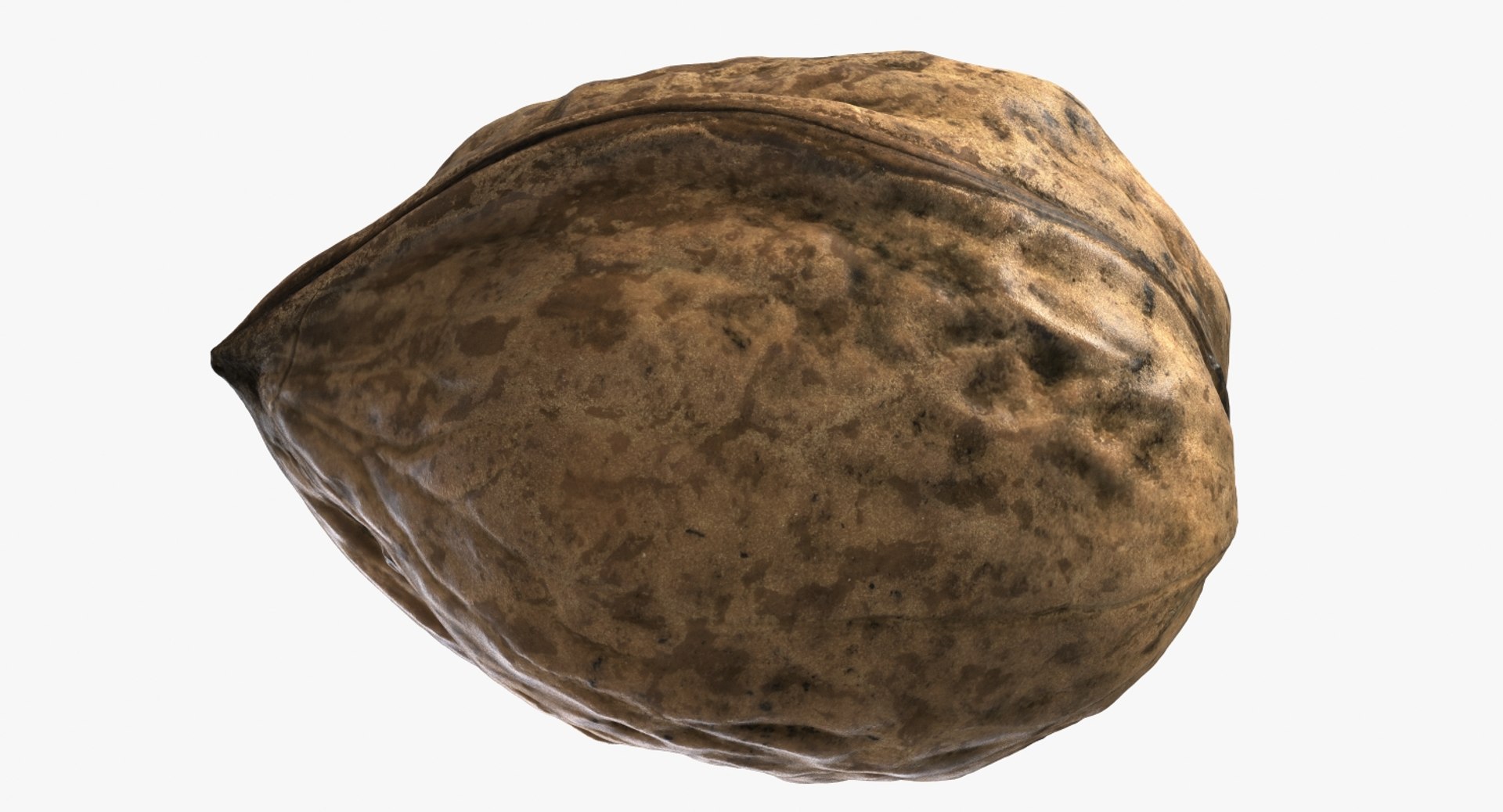 Walnut 2 3D Model - TurboSquid 1220997