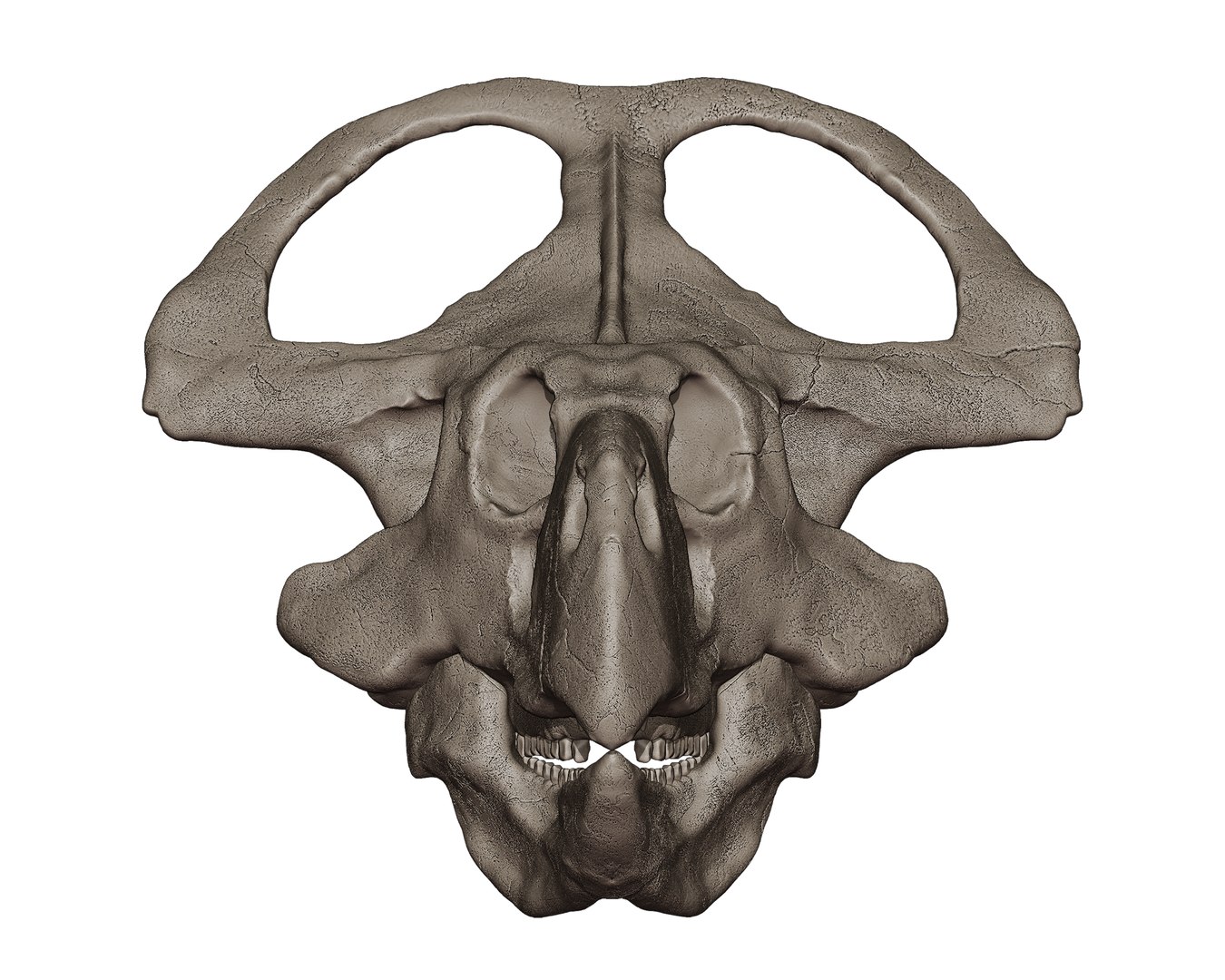 Protoceratops Skull 3D print model 3D - TurboSquid 2163166