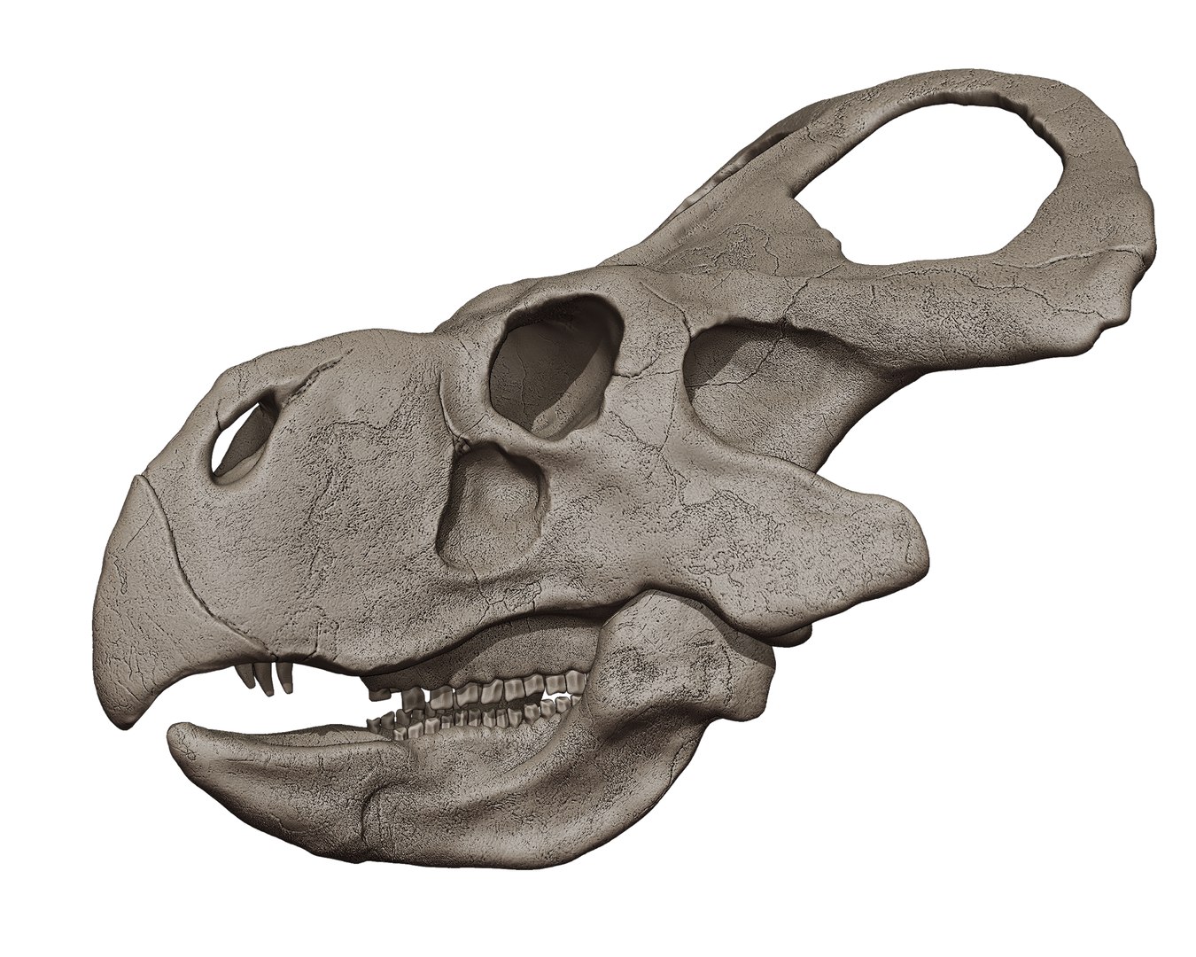 Protoceratops Skull 3D print model 3D - TurboSquid 2163166