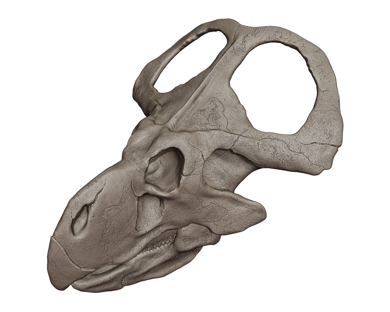 Protoceratops Skull 3D print model 3D - TurboSquid 2163166