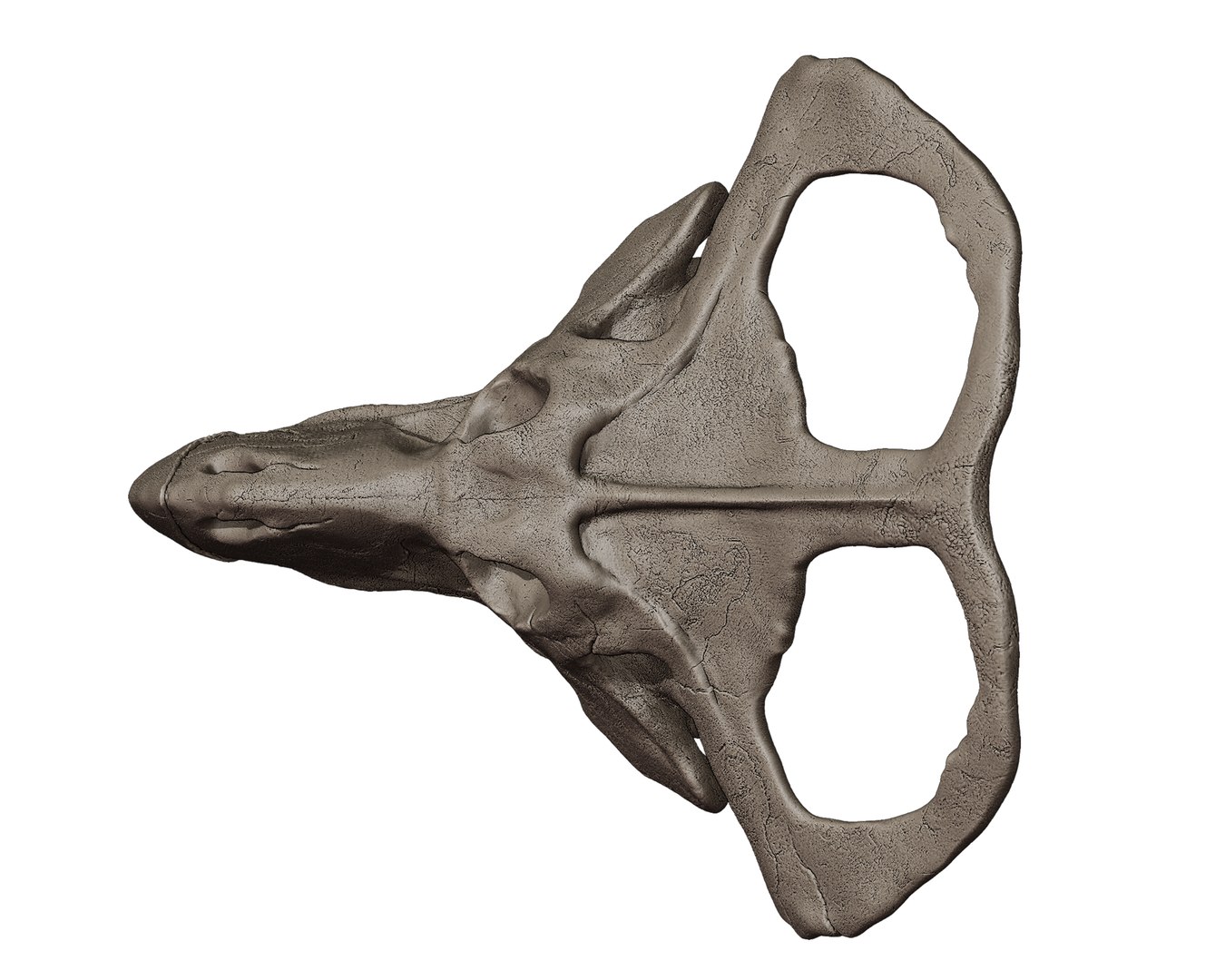 Protoceratops Skull 3D print model 3D - TurboSquid 2163166