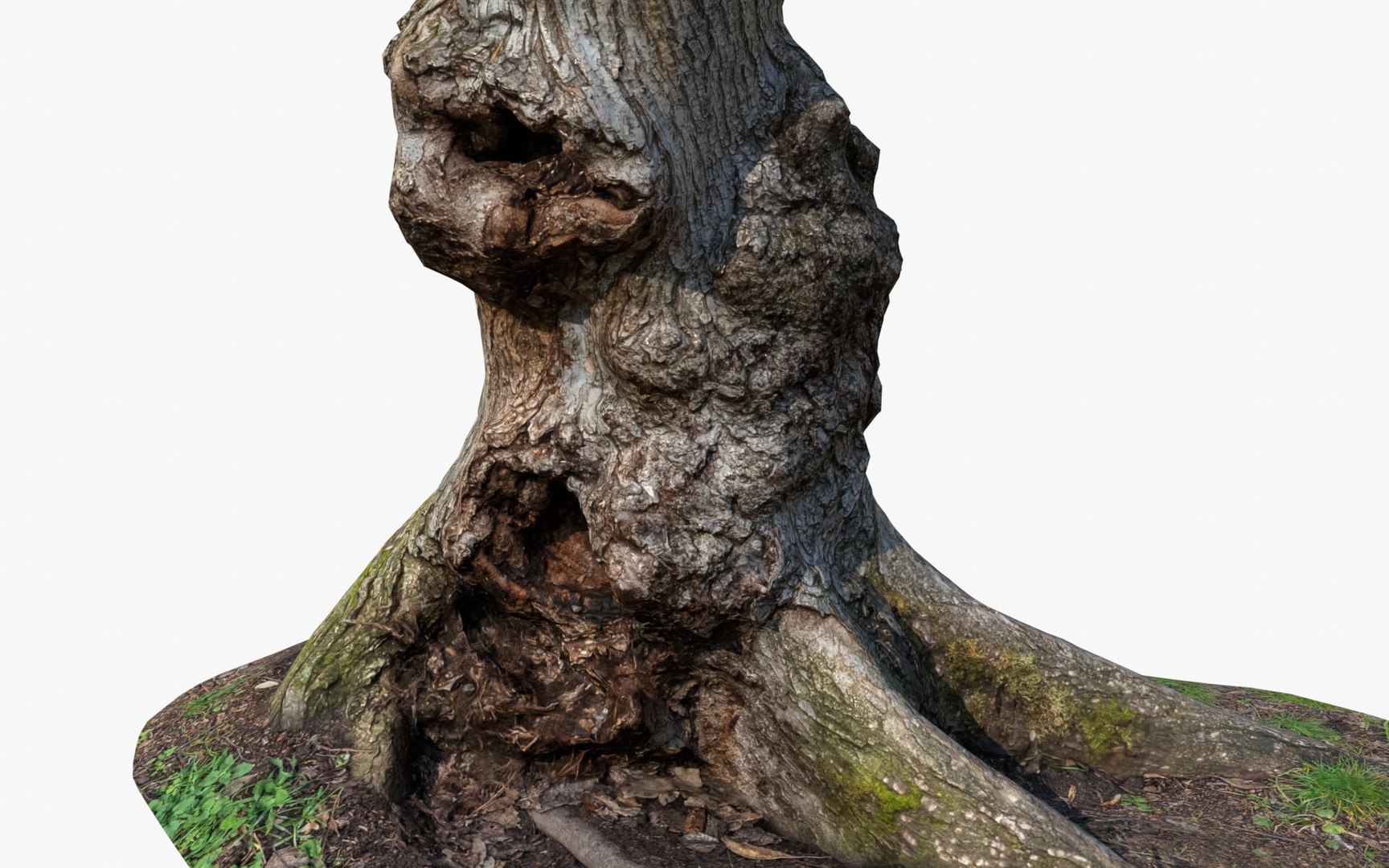 Tall Tree Stump PBR Scan Retopo 3D - TurboSquid 1842172