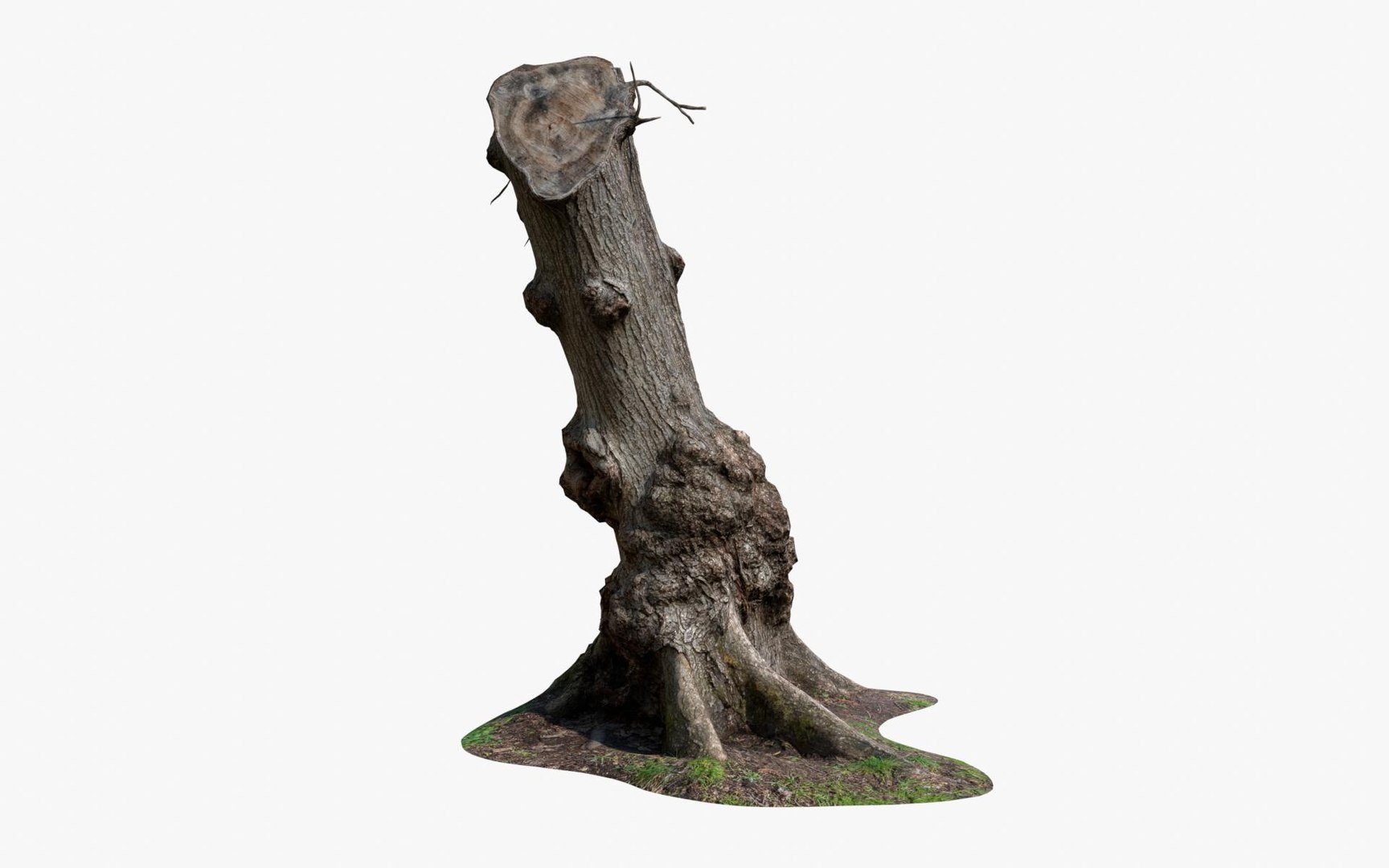 Tall Tree Stump PBR Scan Retopo 3D - TurboSquid 1842172