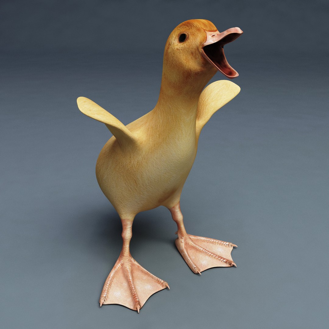 3d Model Duckling Pose6