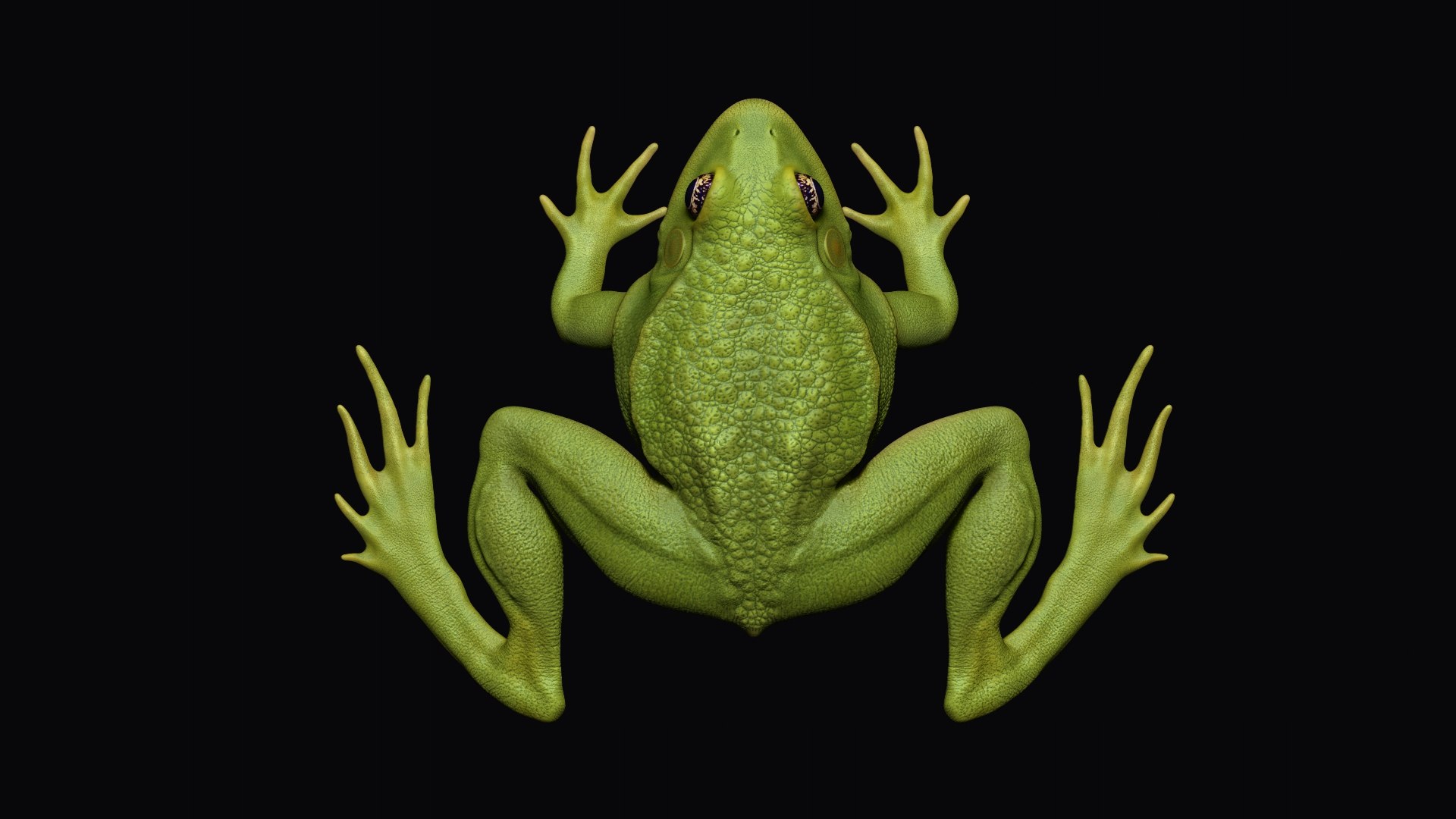 Frog Model 3D Model - TurboSquid 1897540