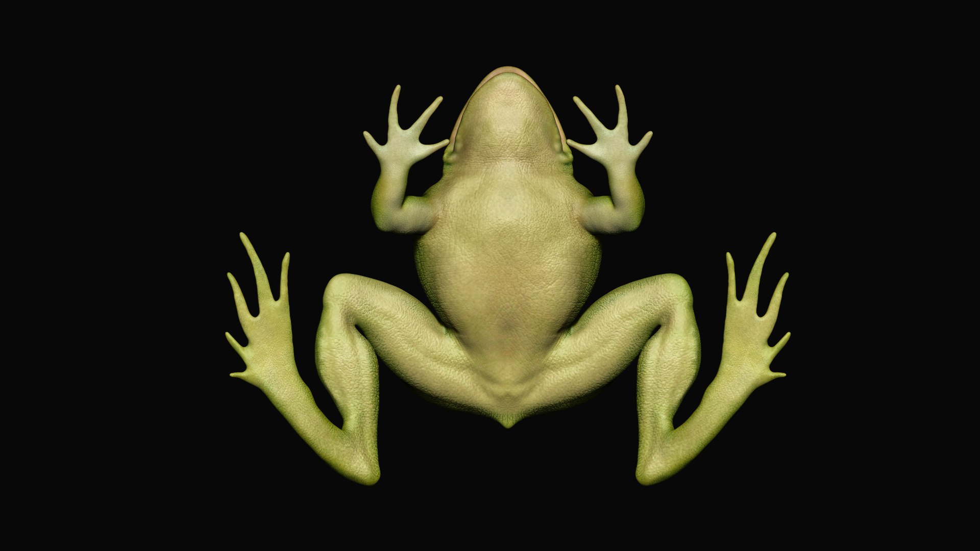 Frog Model 3D Model - TurboSquid 1897540