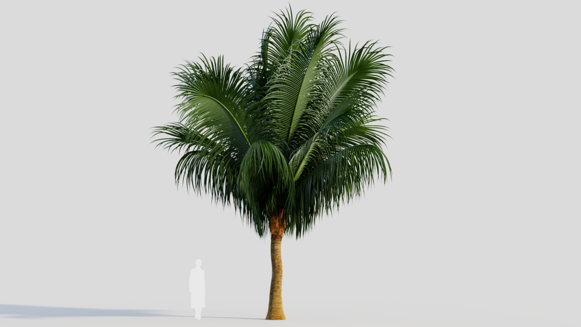 Beccariophoenix Alfredii C 3D Model - TurboSquid 2216074