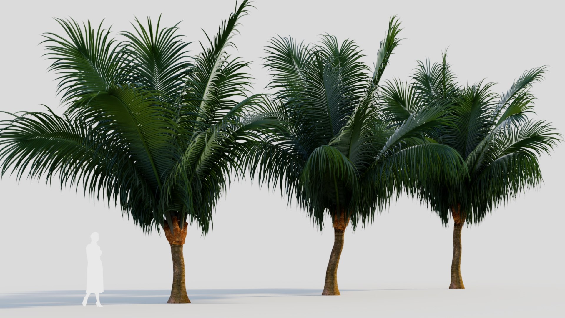 Beccariophoenix Alfredii C 3D Model - TurboSquid 2216074