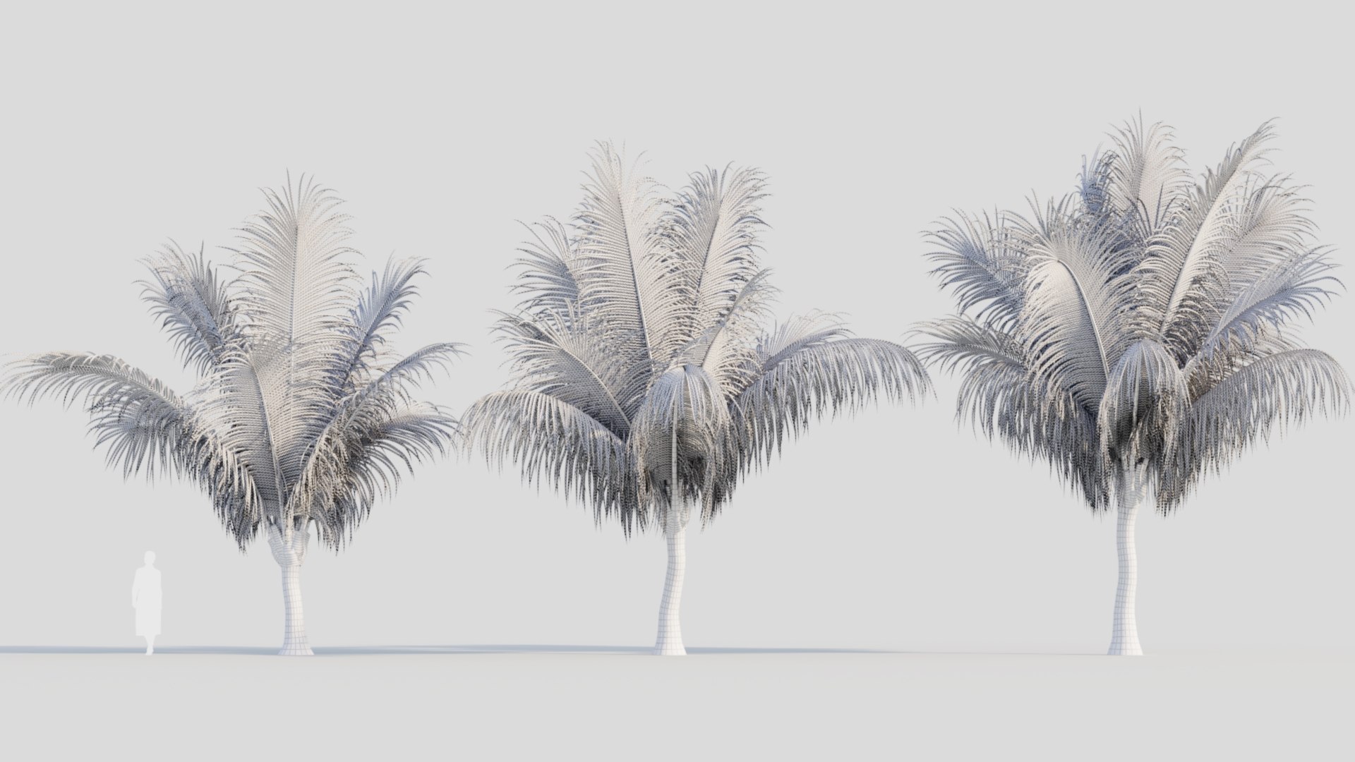 Beccariophoenix Alfredii C 3D Model - TurboSquid 2216074