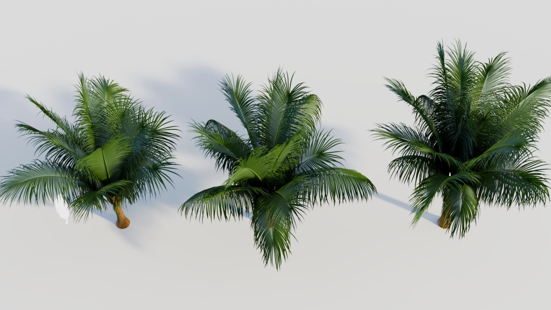 Beccariophoenix Alfredii C 3D Model - TurboSquid 2216074