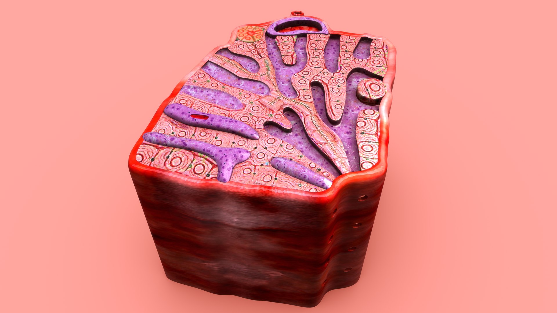 3D Model Portal Triad Of The Liver - TurboSquid 2184659