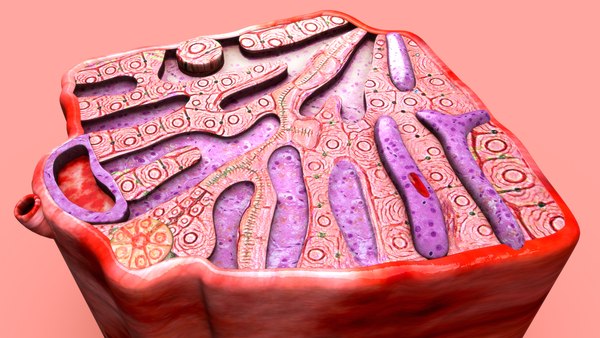 modelo 3d Tríada portal del hígado - TurboSquid 2184659