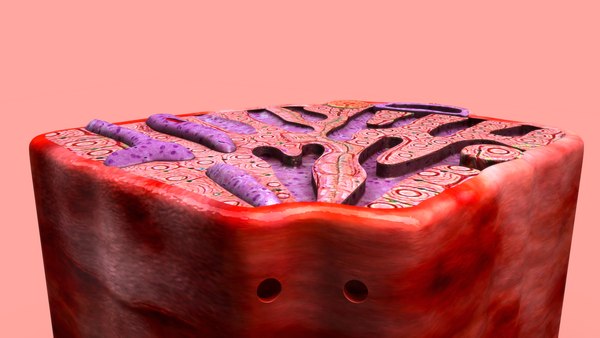 modelo 3d Tríada portal del hígado - TurboSquid 2184659