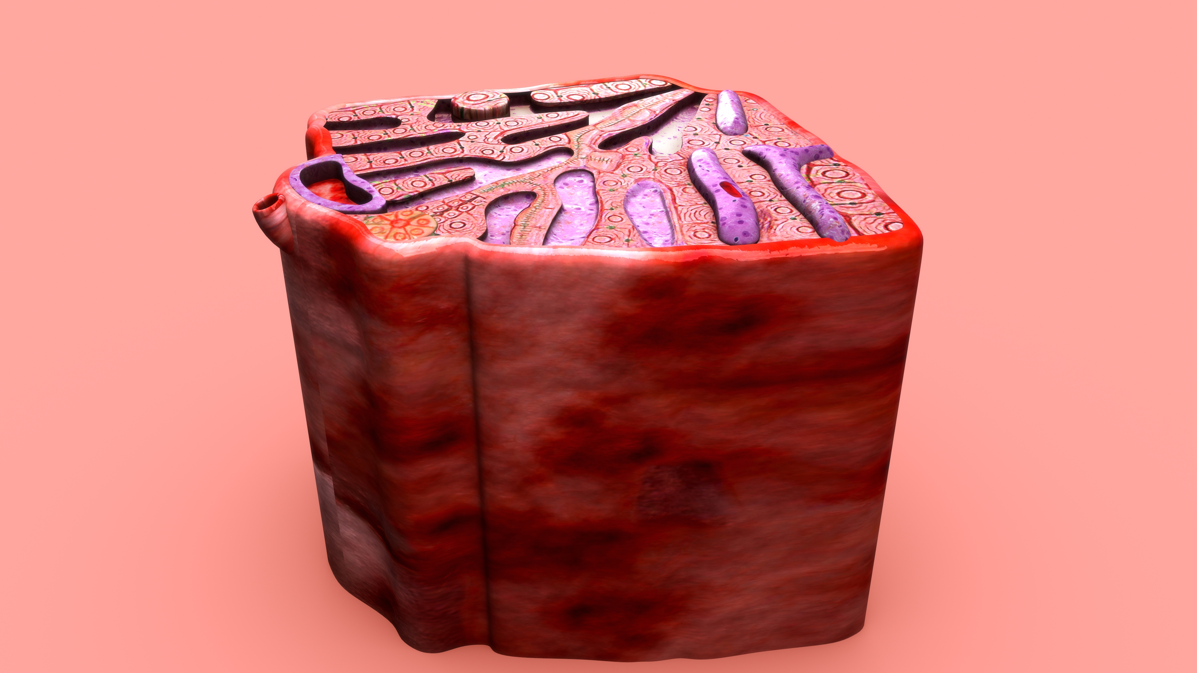 modelo 3d Tríada portal del hígado - TurboSquid 2184659