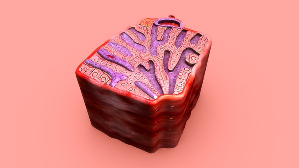 modelo 3d Tríada portal del hígado - TurboSquid 2184659