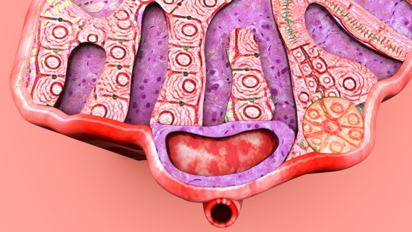 modelo 3d Tríada portal del hígado - TurboSquid 2184659