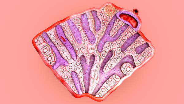 modelo 3d Tríada portal del hígado - TurboSquid 2184659